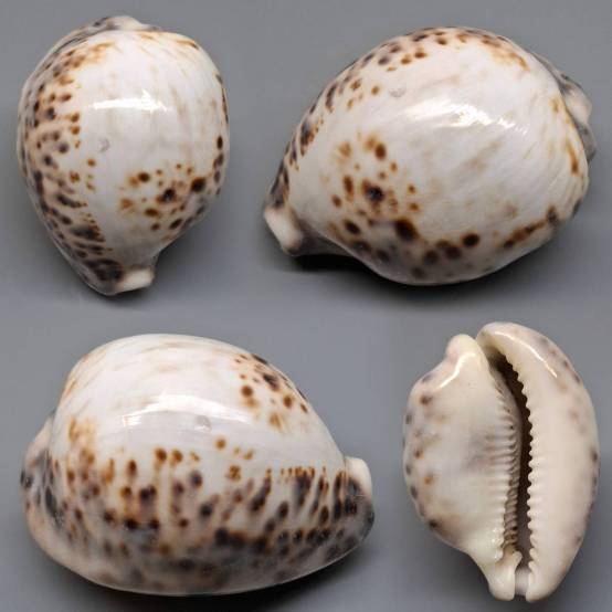 shellauction.net :: Cypraea tigris - 4022598