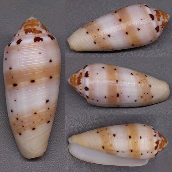 shellauction.net :: Conus circumcisus - 4022759