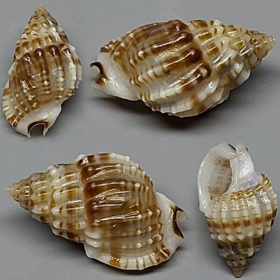 shellauction.net :: Nassarius sp. - 4023129