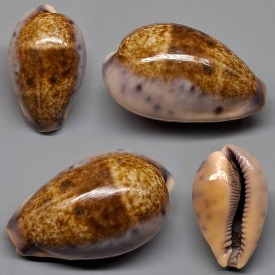 shellauction.net :: Contradusta walkeri - 4023546