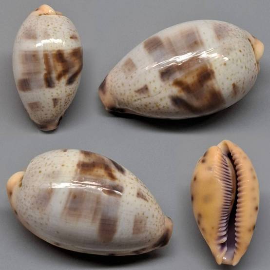 shellauction.net :: Contradusta walkeri - 4023550