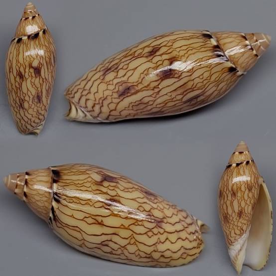 shellauction.net :: Amoria sp. - 4023675