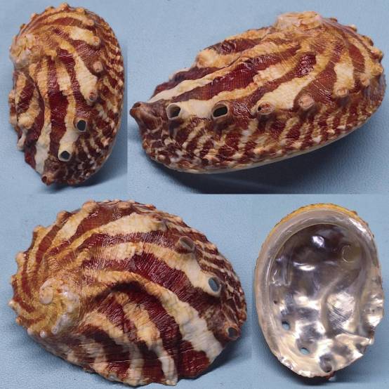 shellauction.net :: Haliotis ovina volcanius - 4023797