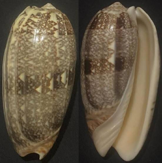 shellauction.net :: Oliva miniacea - 4024504
