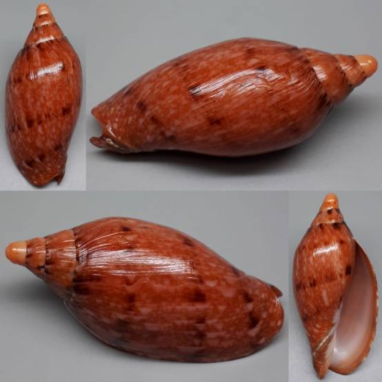 shellauction.net :: Cymbiola innexa marispuma - 4024622
