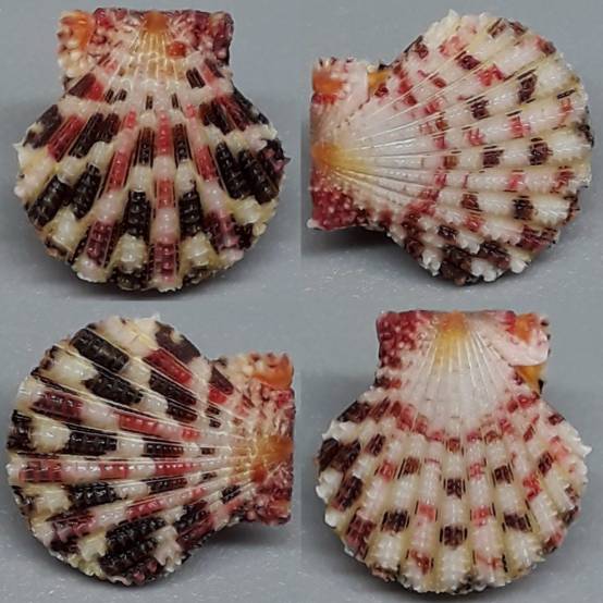 shellauction.net :: Gloripallium pallium - 4024681
