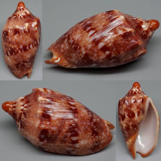 shellauction.net :: Cymbiola innexa - 4024696