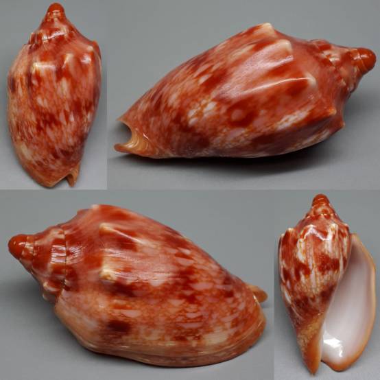 shellauction.net :: Cymbiola innexa - 4024697