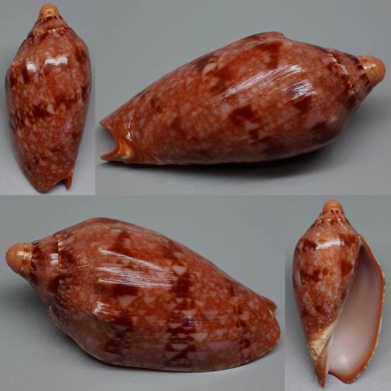 shellauction.net :: Cymbiola innexa - 4024698