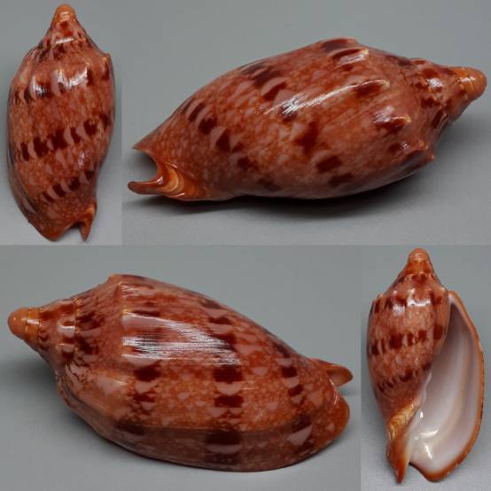 shellauction.net :: Cymbiola innexa - 4024699
