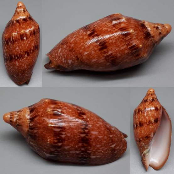 shellauction.net :: Cymbiola innexa marispuma - 4024782