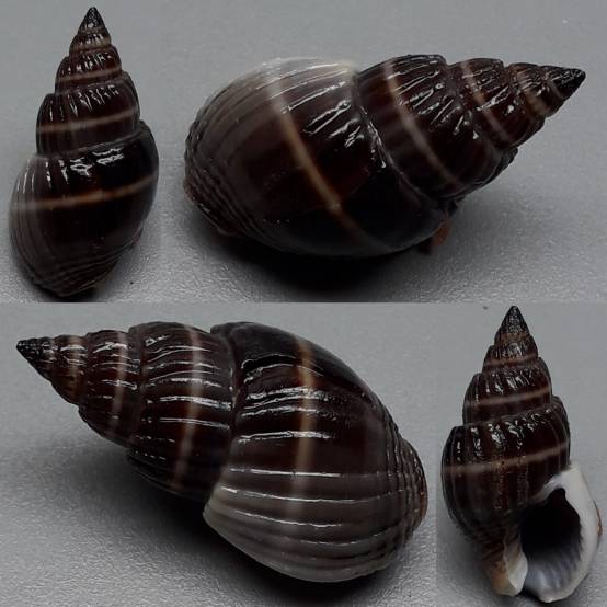 shellauction.net :: Nassarius sp. - 4025133