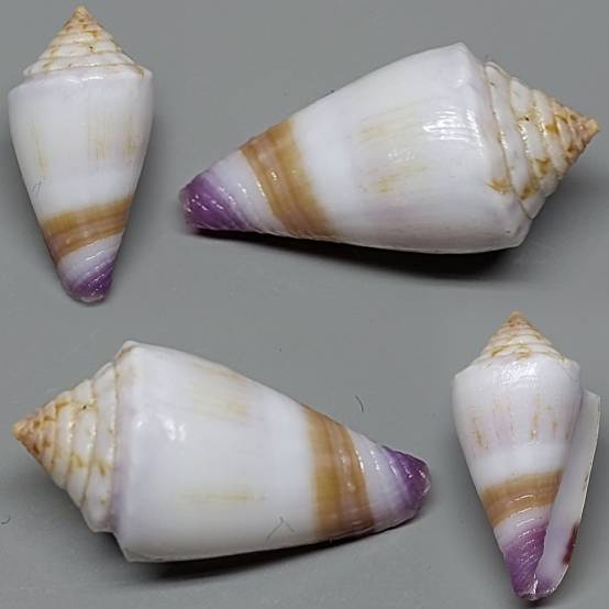 shellauction.net :: Conus floridulus - 4025523