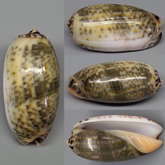 shellauction.net :: Oliva tricolor abbasi - 4025577