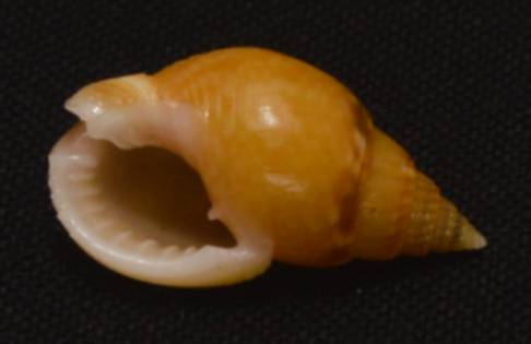 shellauction.net :: Nassarius javanus - 4025688