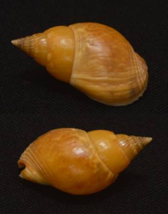 shellauction.net :: Nassarius javanus - 4025689