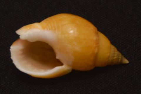 shellauction.net :: Nassarius javanus - 4025689