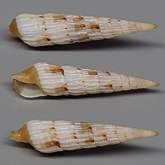 shellauction.net :: Terebra sp. - 4025781