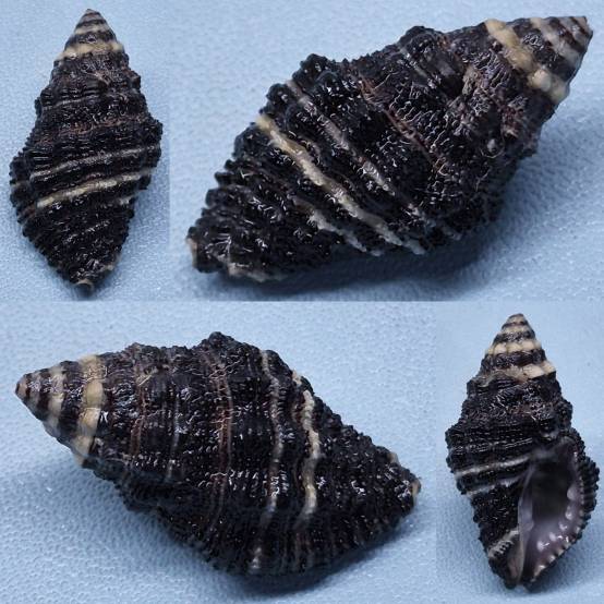 shellauction.net :: Drupella margariticola - 4026358