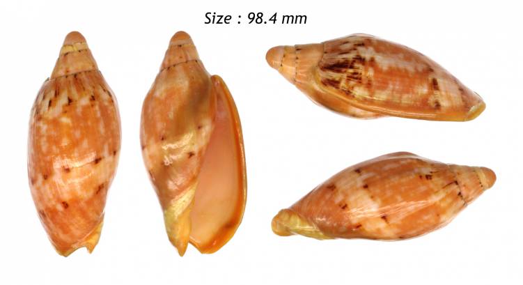 shellauction.net :: Cymbiola malayensis - 4026406