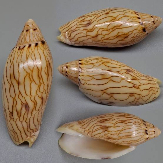 shellauction.net :: Amoria sp. - 4026706