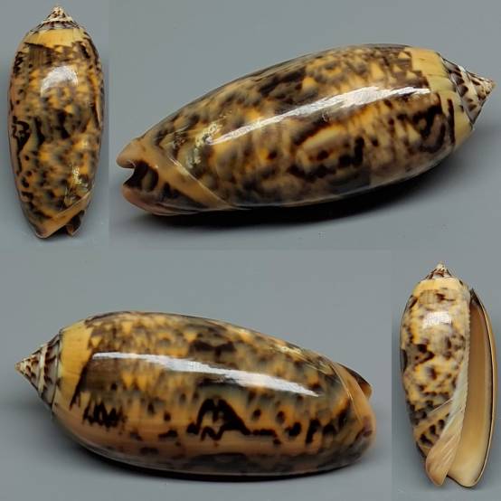 shellauction.net :: Oliva miniacea - 4027669