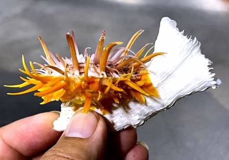 shellauction.net :: Spondylus sp. - 4027821