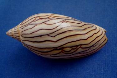shellauction.net :: Amoria weldensis - 4027908