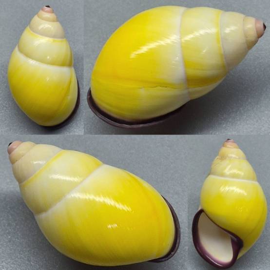 shellauction.net :: Amphidromus latestrigatus consobrinus - 4028537