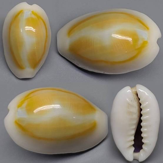 shellauction.net :: Monetaria annulus - 4028761