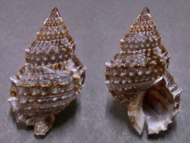 shellauction.net :: Bursa granularis ssp. - 4028896