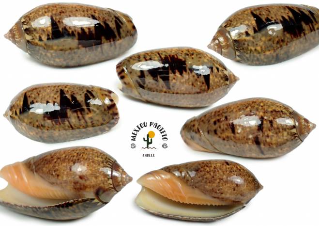 shellauction.net :: Oliva incrassata - 4029228