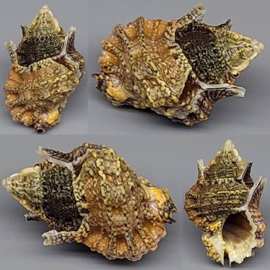 shellauction.net :: Bursa tuberosissima - 4029304