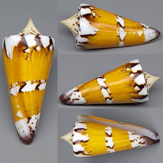 shellauction.net :: Conus generalis - 4029347
