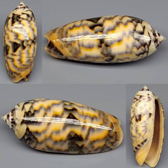 shellauction.net :: Oliva miniacea - 4029405