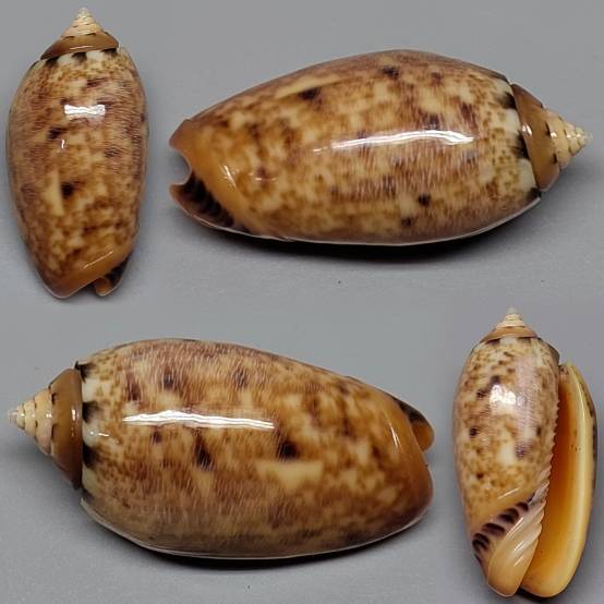 shellauction.net :: Oliva mantichora - 4029647