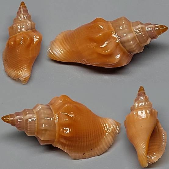 shellauction.net :: Canarium erythrinum - 4029724
