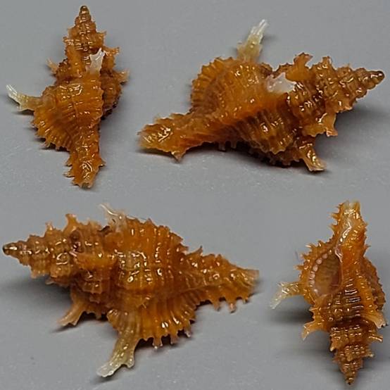 shellauction.net :: Chicoreus banksii - 4029895