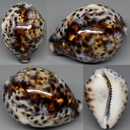 shellauction.net :: Cypraea tigris - 4030042