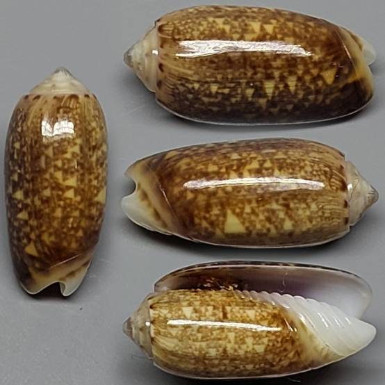shellauction.net :: Oliva carneola - 4030069