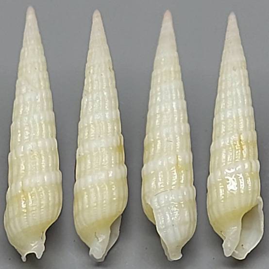 shellauction.net :: Terebra sp. - 4030110