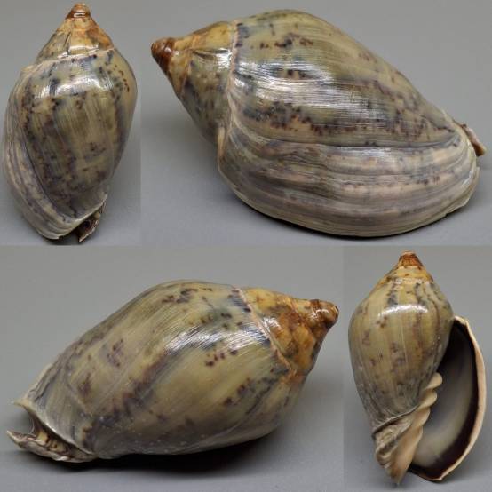 shellauction.net :: Cymbiola flavicans - 4030317