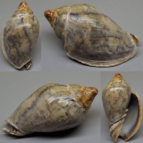 shellauction.net :: Cymbiola flavicans - 4030321