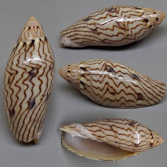 shellauction.net :: Amoria sp. - 4030529