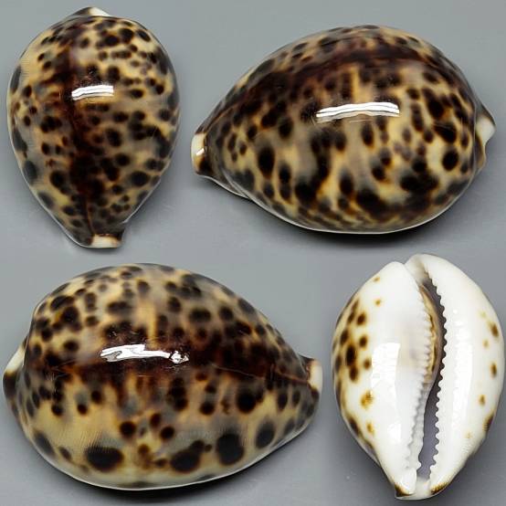 shellauction.net :: Cypraea tigris - 4030654