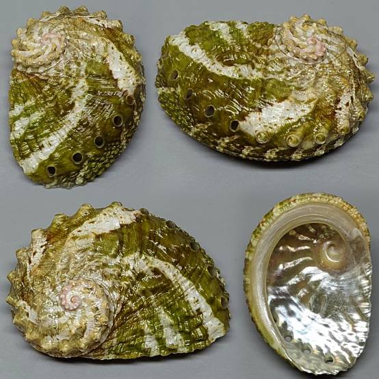 shellauction.net :: Haliotis sp. - 4030885