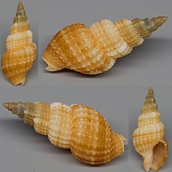 shellauction.net :: Phos roseatus - 4031008