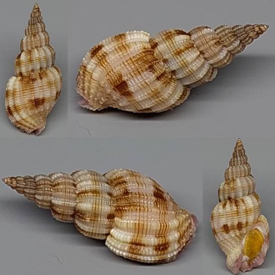 shellauction.net :: Phos roseatus - 4031019