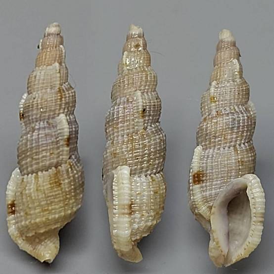 shellauction.net :: Colubraria sp. - 4031078
