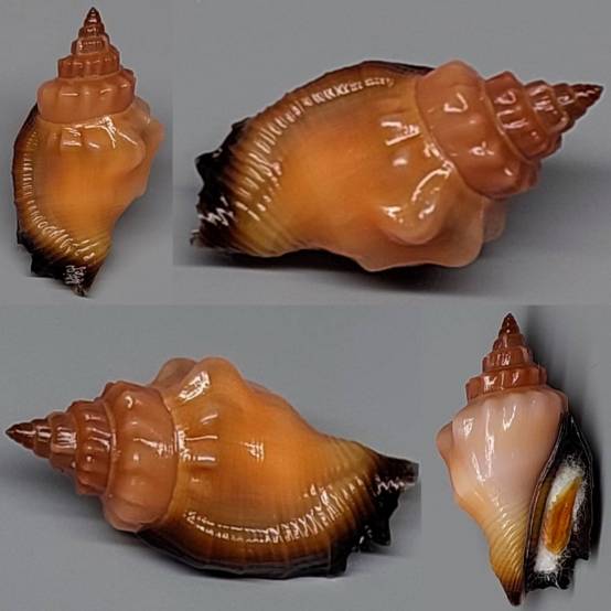 shellauction.net :: Canarium erythrinum - 4031403